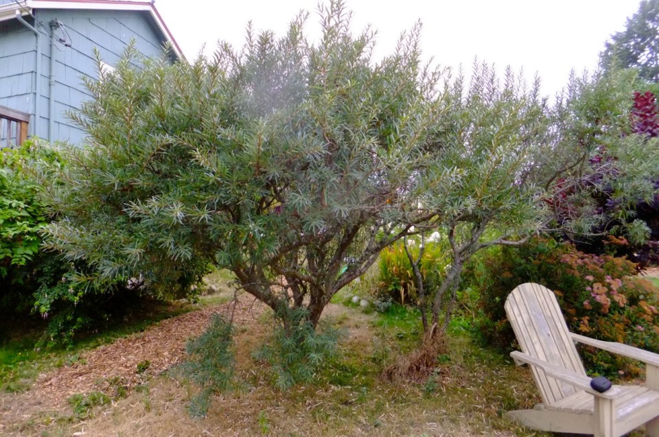 Sea Buckthorn or Seaberry – Sustainable Garden Design