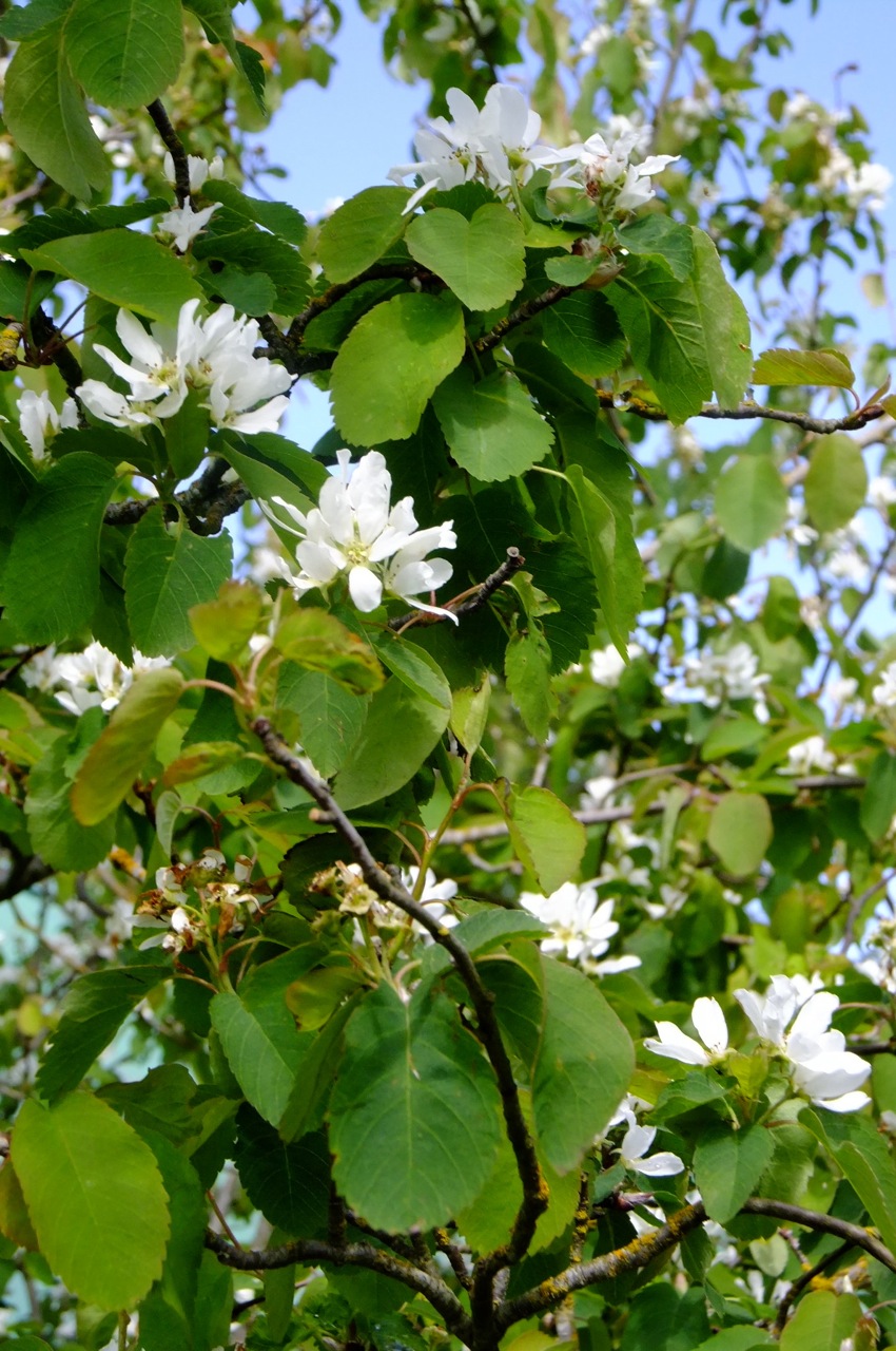 Serviceberry: A native tree for the edible landscape – Sustainable ...