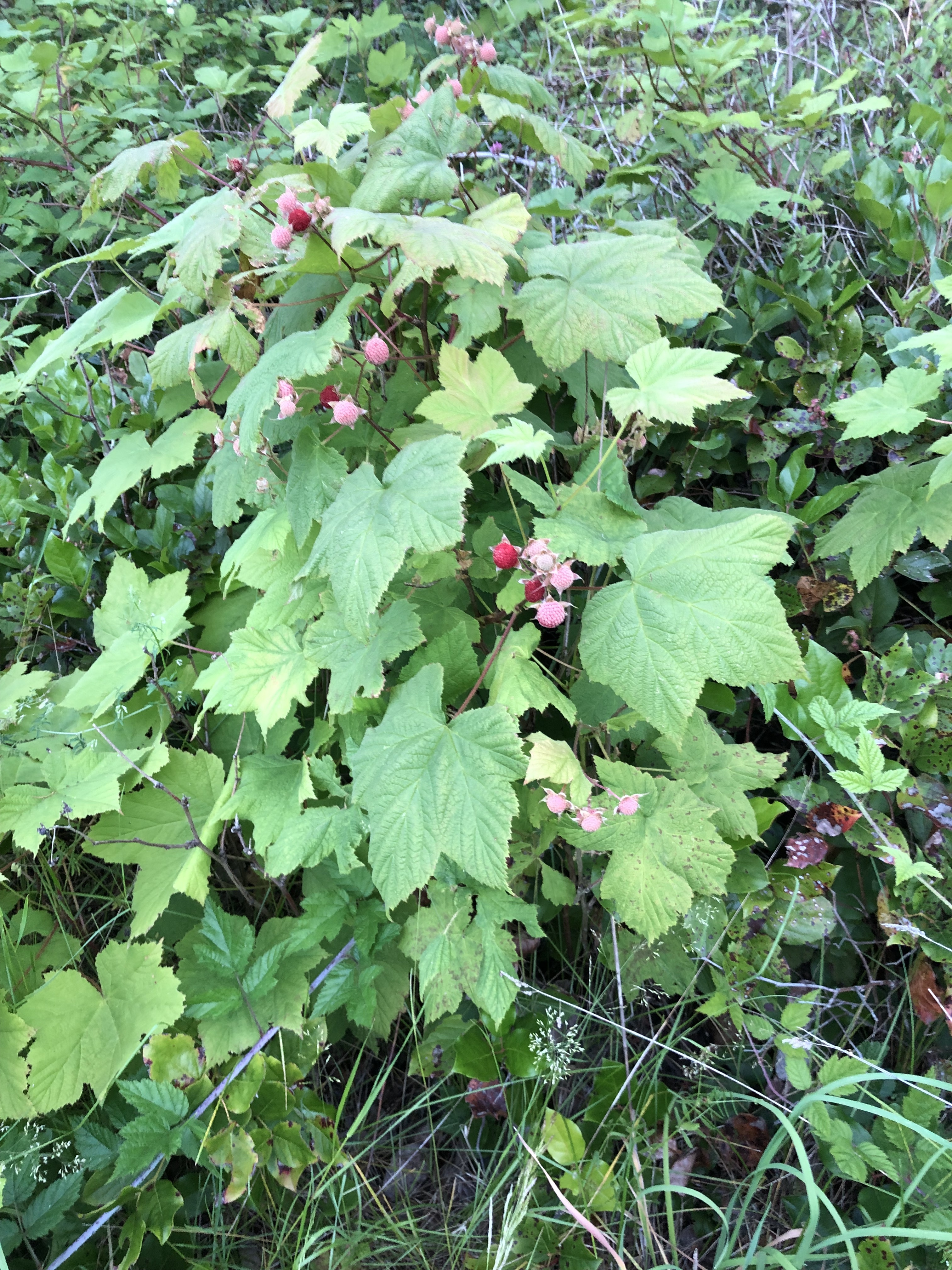 Native Berry Plants in the Landscape – Sustainable Garden Design