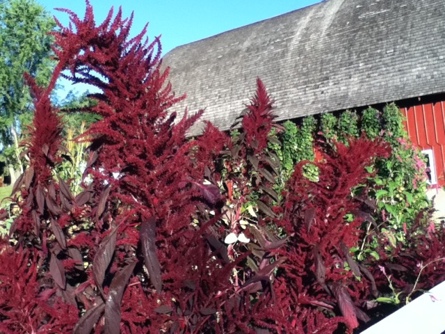 Grain Amaranth – Sustainable Garden Design