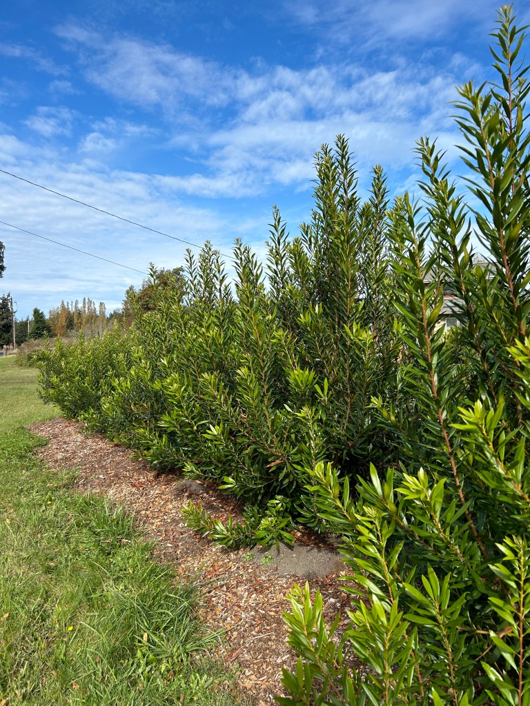 Pacific Wax Myrtle: resilient native evergreen – Sustainable Garden Design