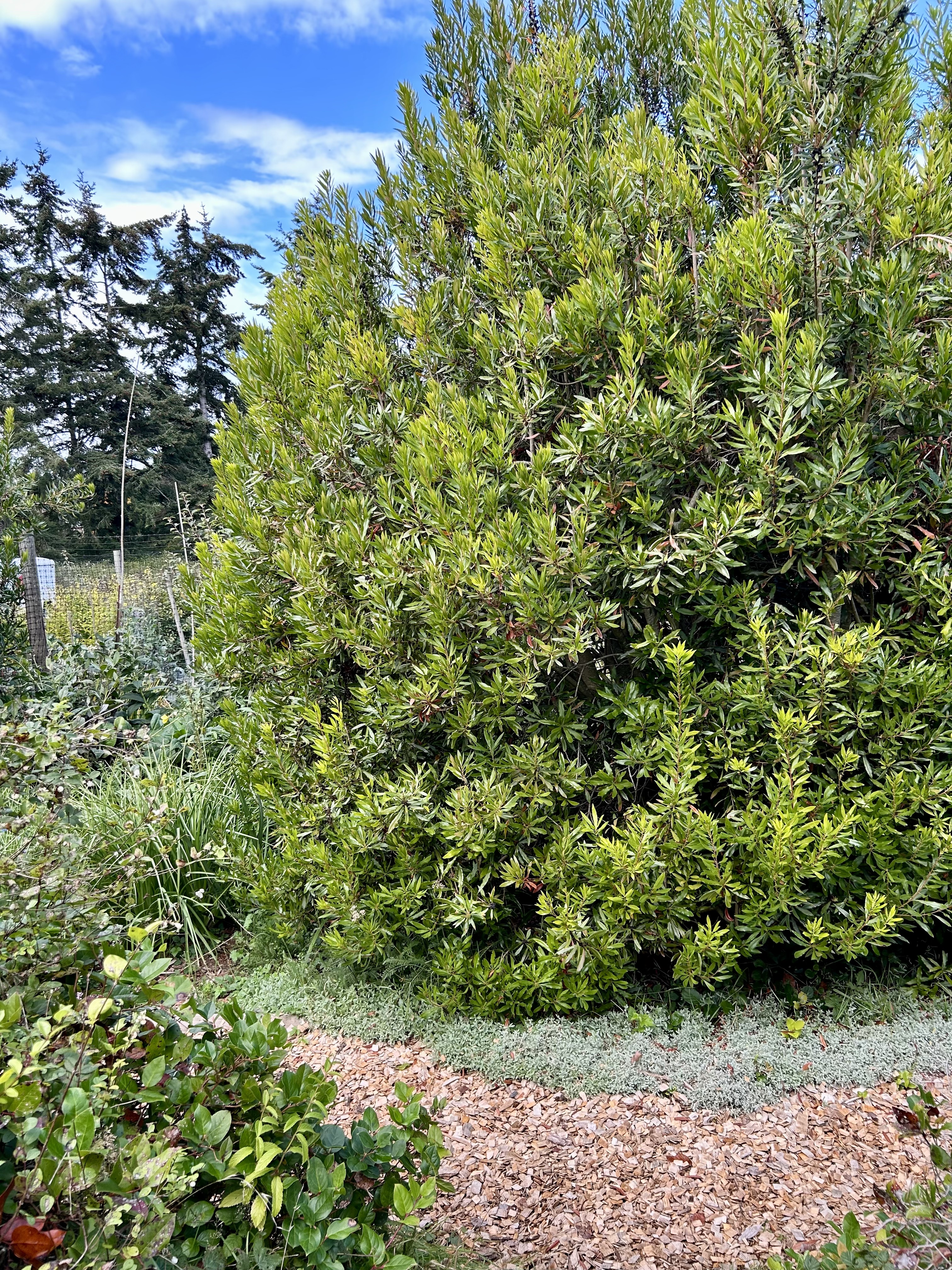 Pacific Wax Myrtle: resilient native evergreen – Sustainable Garden Design