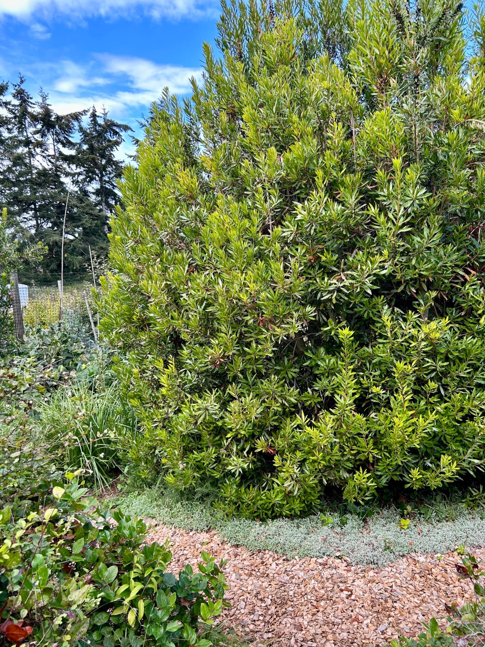 Pacific Wax Myrtle: resilient native evergreen – Sustainable Garden Design