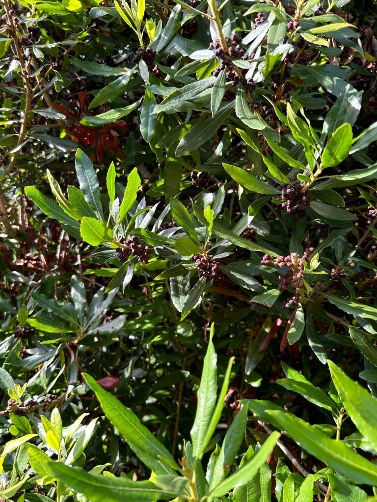 Pacific Wax Myrtle: resilient native evergreen – Sustainable Garden Design
