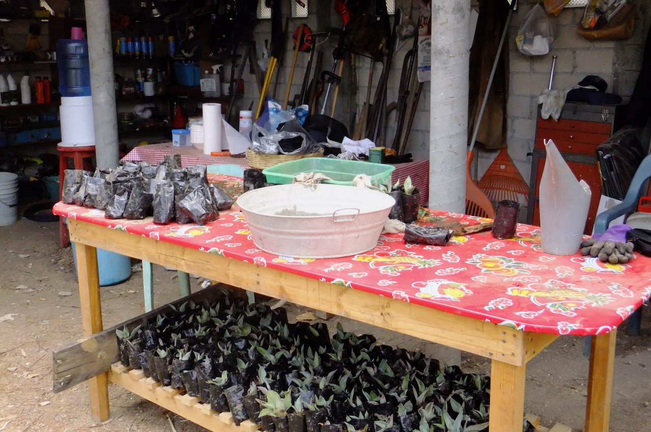 Cultivating Agave for Mezcal – Sustainable Garden Design