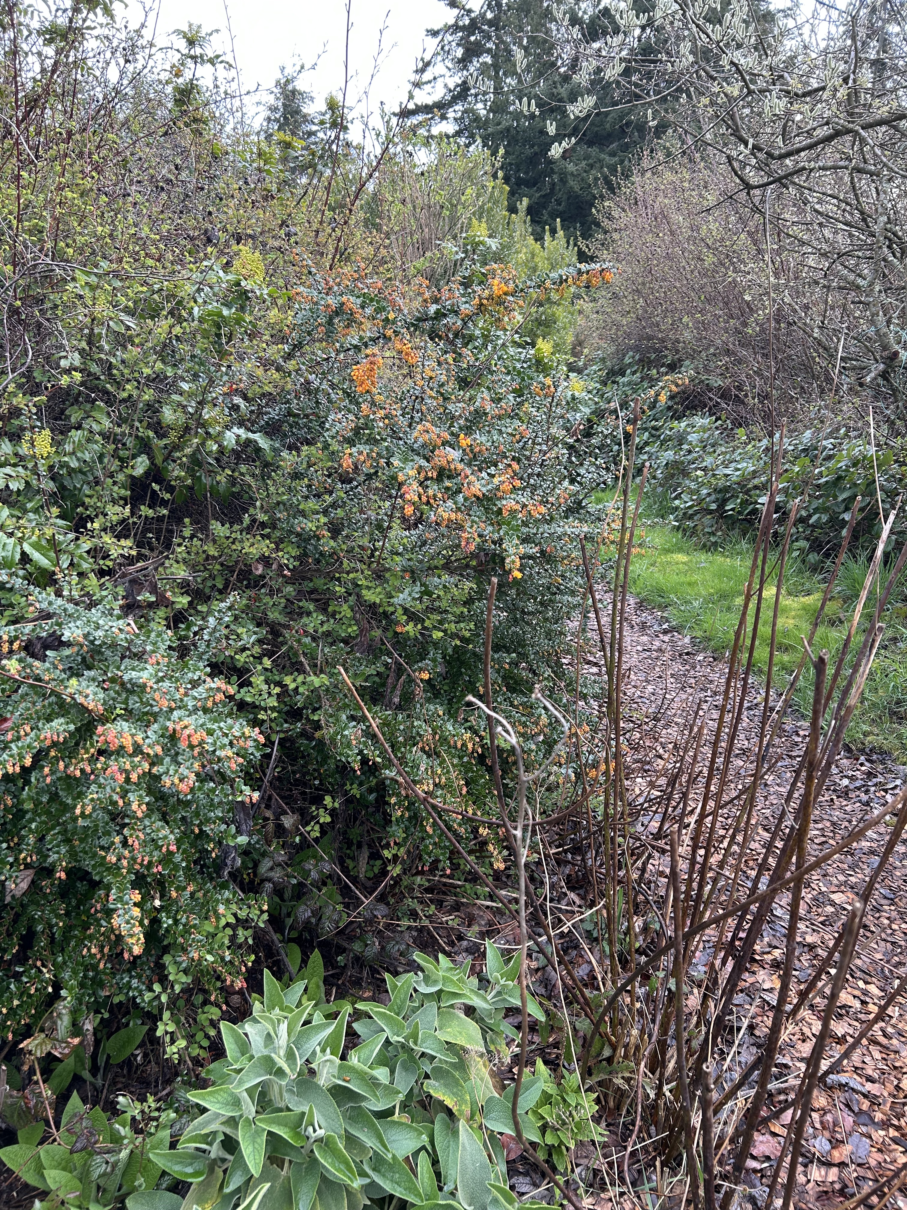 Designing a Native Hedgerow for the Quimper Peninsula – Sustainable ...