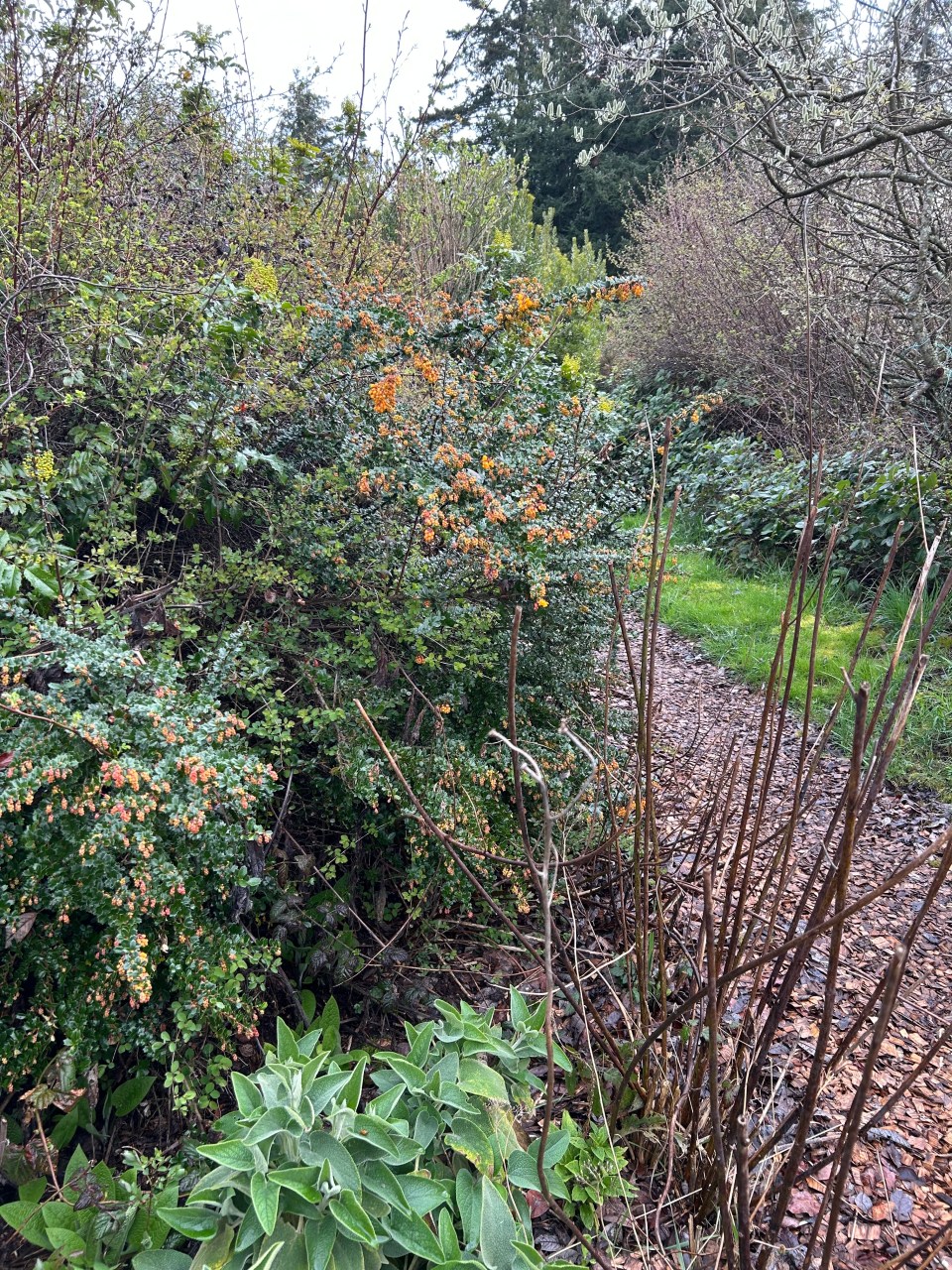 Designing a Native Hedgerow for the Quimper Peninsula – Sustainable ...