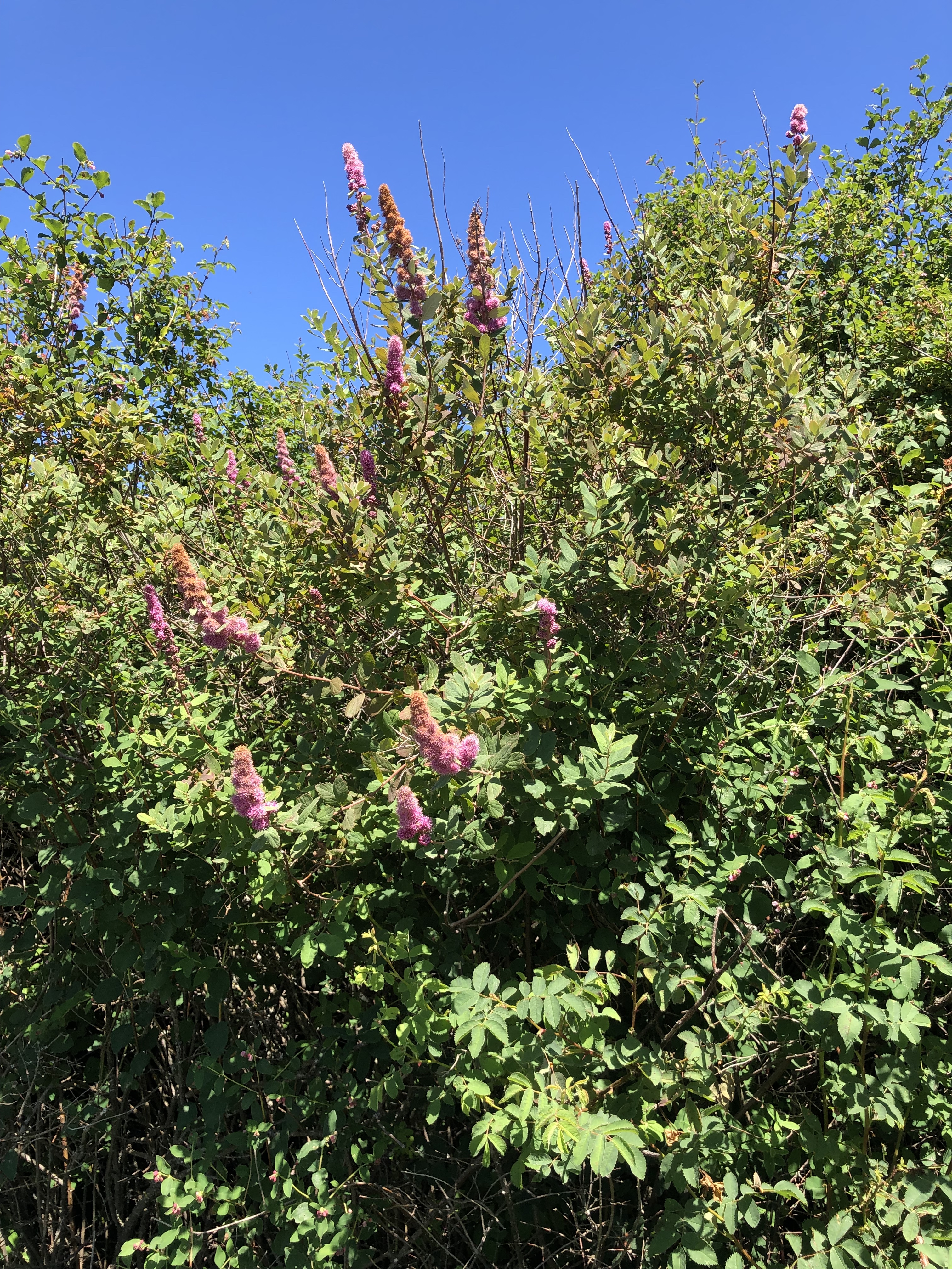 Hedgerows: an introduction – Sustainable Garden Design